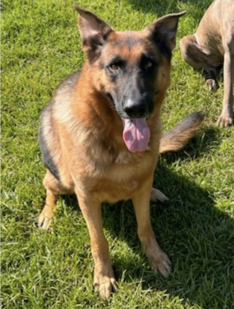 Dog for Adoption - Sam, a German Shepherd Dog in Duplin County, NC ...