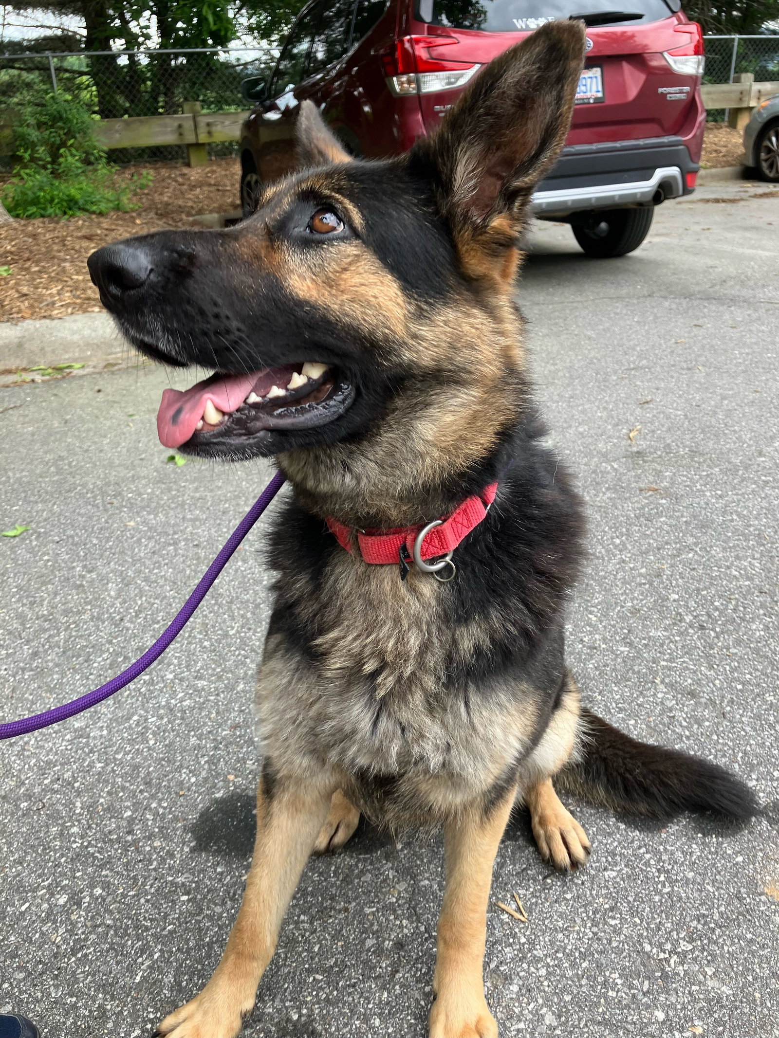 Dog for Adoption - Daisy, a German Shepherd Dog in Surf City, NC ...