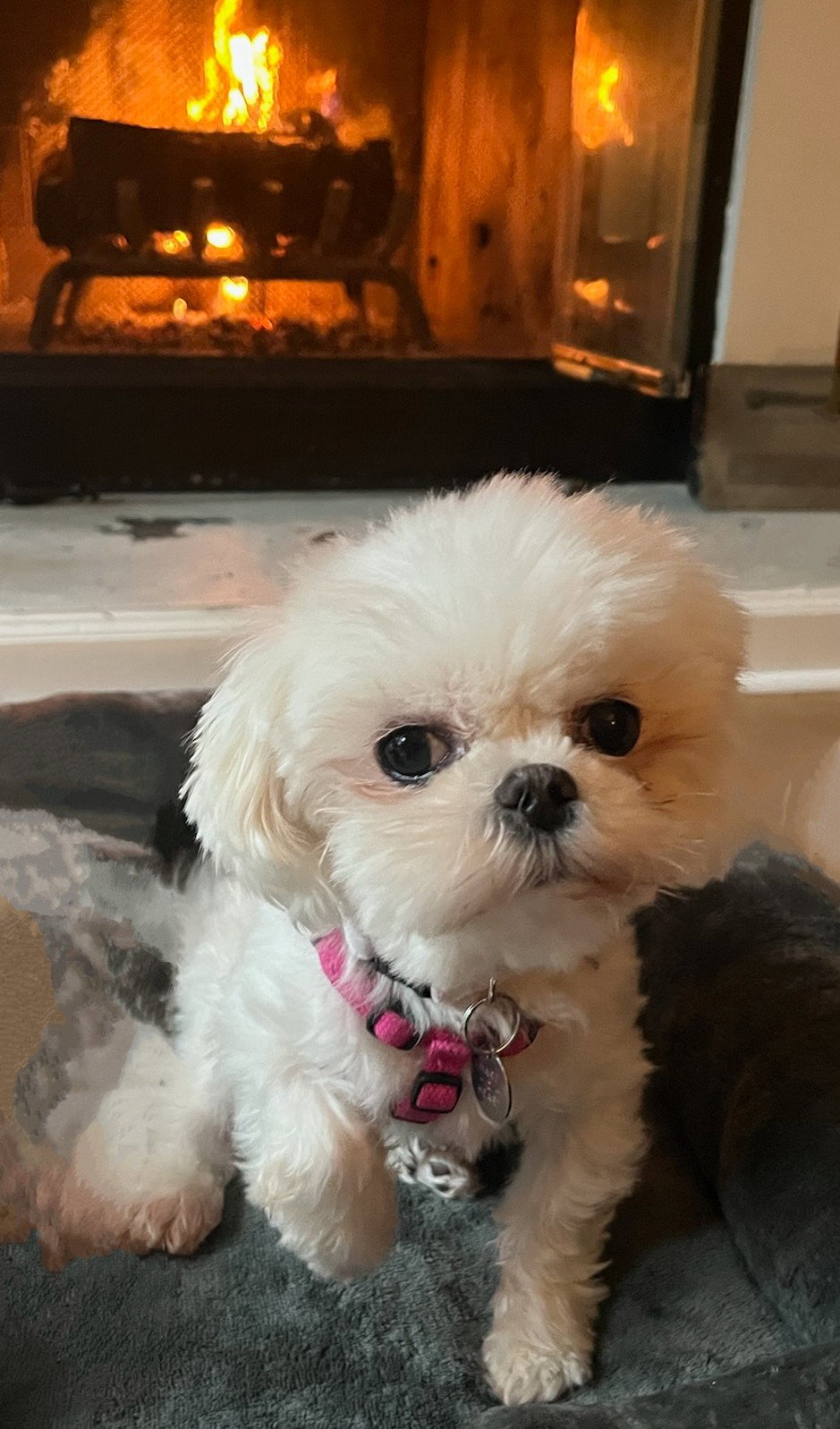 Dog for Adoption - Seala, a Maltese in Forsyth County, NC | Alpha Paw