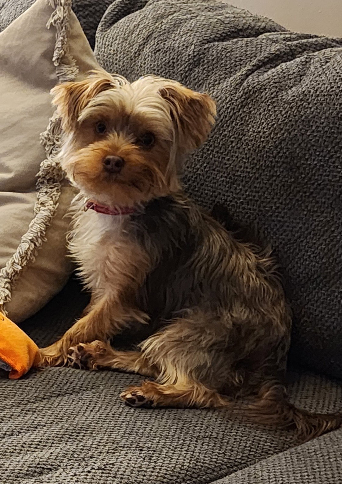 Dog for Adoption - Hannah, a Yorkshire Terrier Yorkie in Fearrington ...