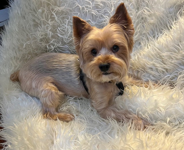 Dog for Adoption - Jackson, a Yorkshire Terrier Yorkie in Randleman, NC ...