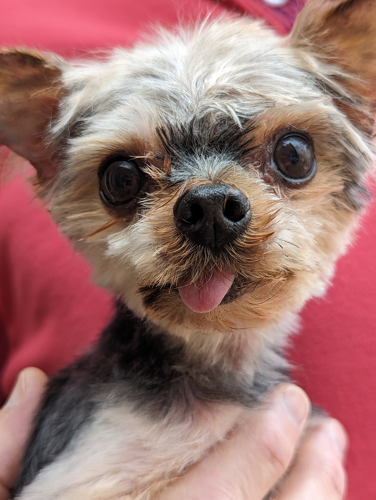Dog for Adoption - Ryder, a Yorkshire Terrier Yorkie in Lewisville, NC ...