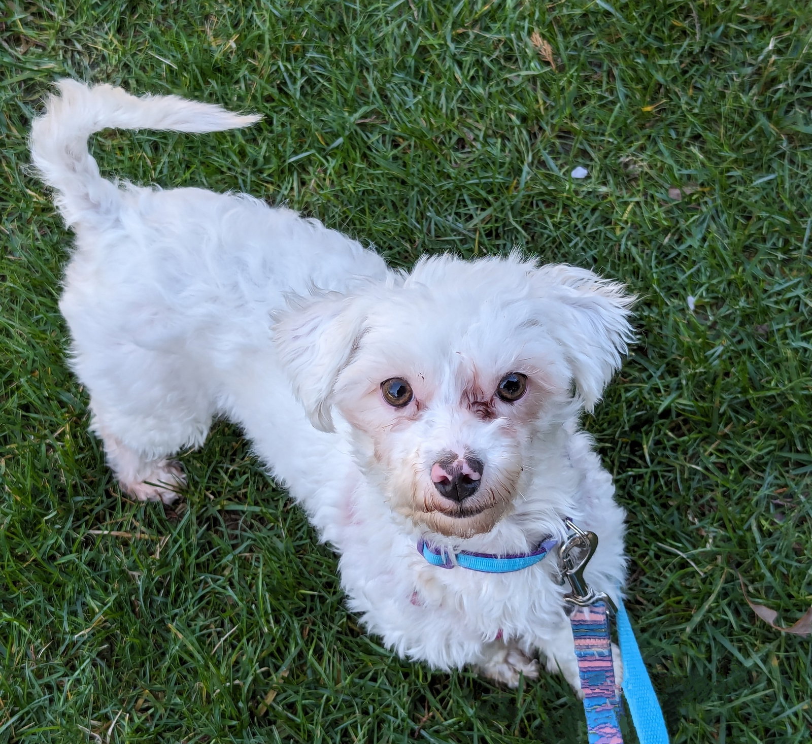 Dog for Adoption - Maya, a Maltese in Advance, NC | Alpha Paw