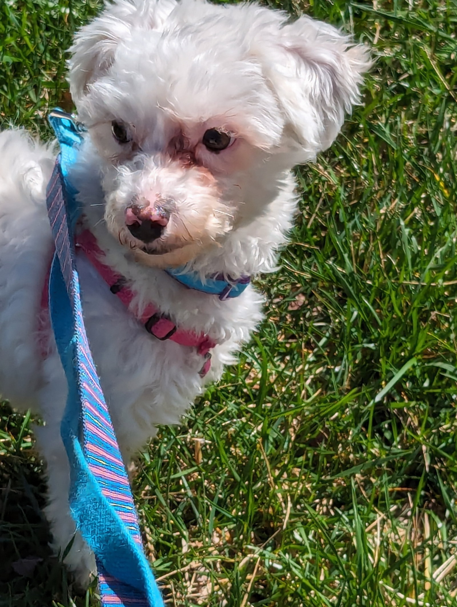 Dog for Adoption - Maya, a Maltese in Asheboro, NC | Alpha Paw
