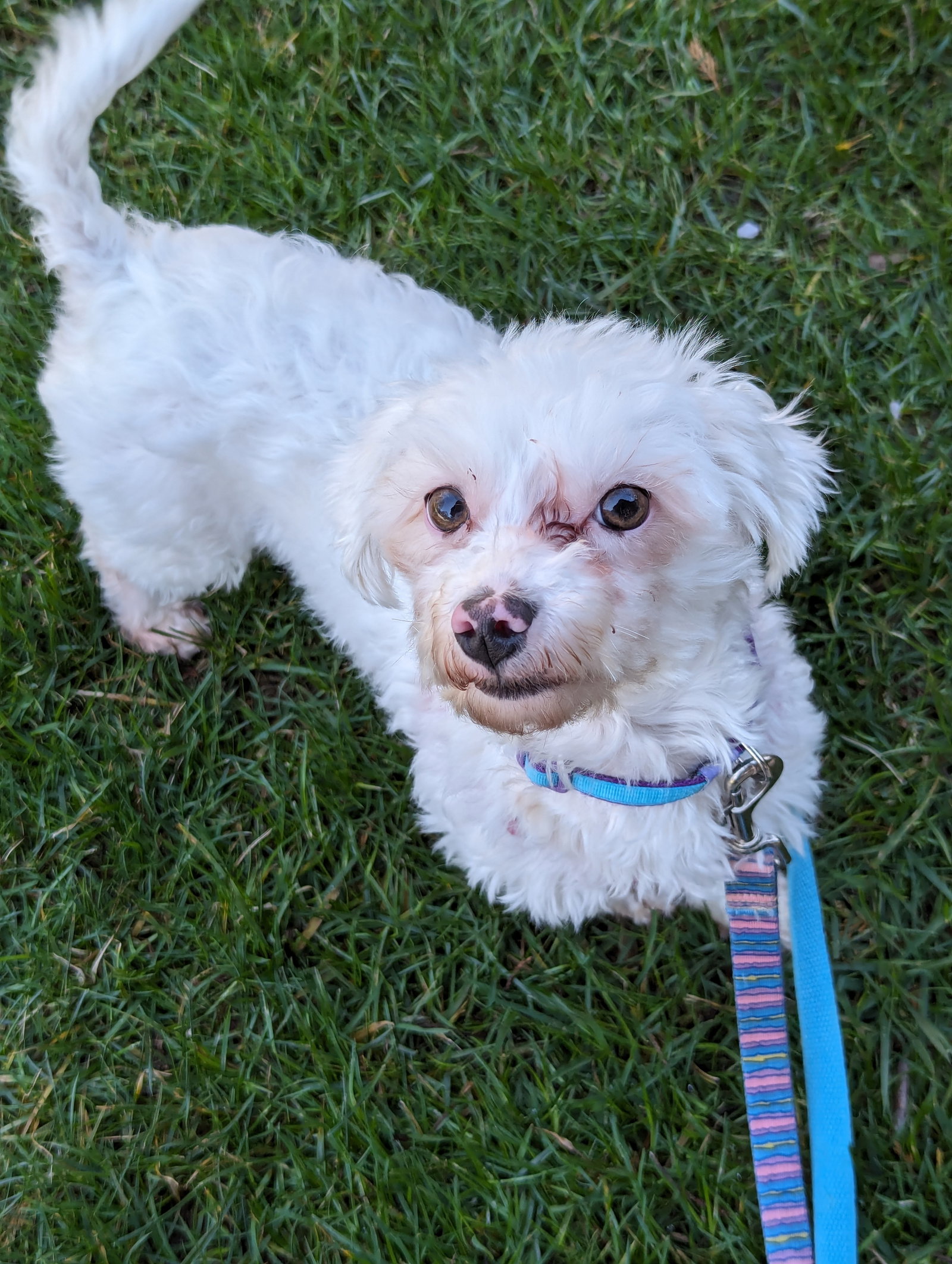 Dog for Adoption - Maya, a Maltese in Asheboro, NC | Alpha Paw