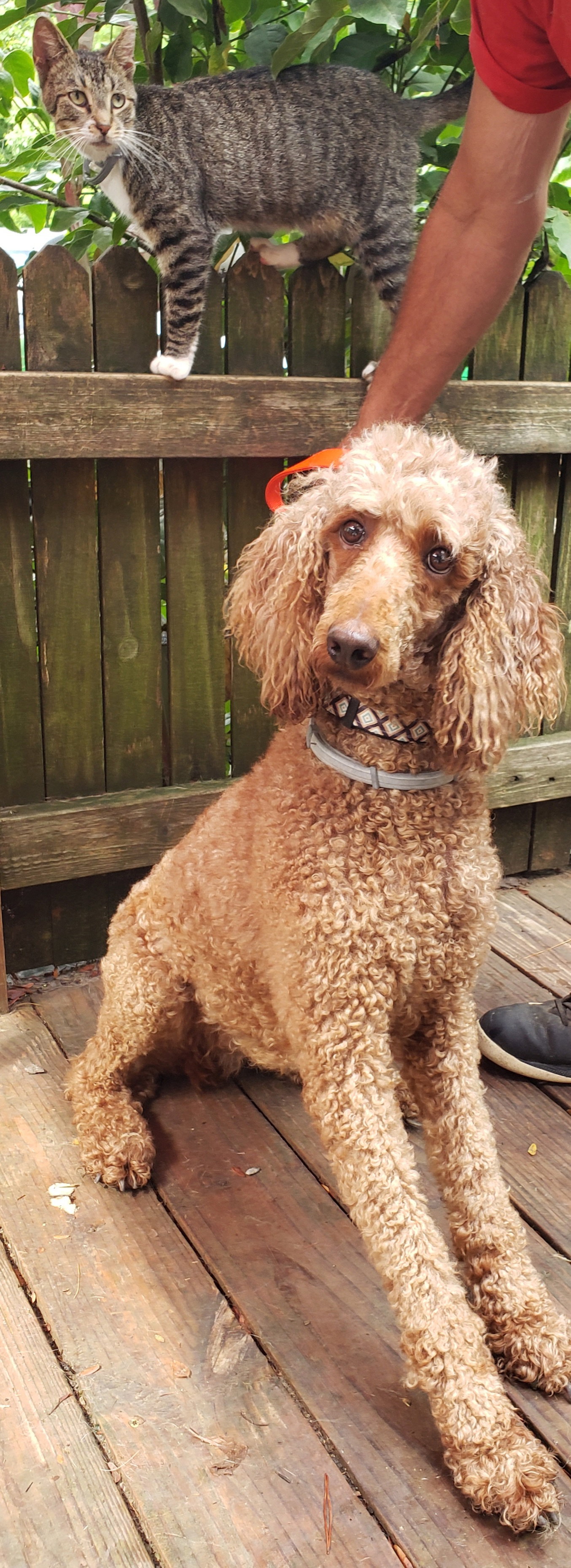 Dog for Adoption - ADOPTED MARY ADOPTED, a Poodle (Standard) in ...