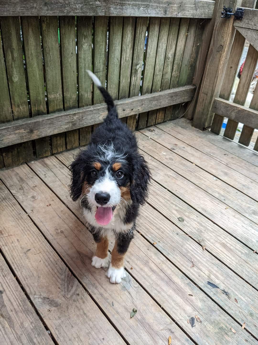 Dog for Adoption - PENDING- BERNADOODLES, a Bernese Mountain Dog in ...