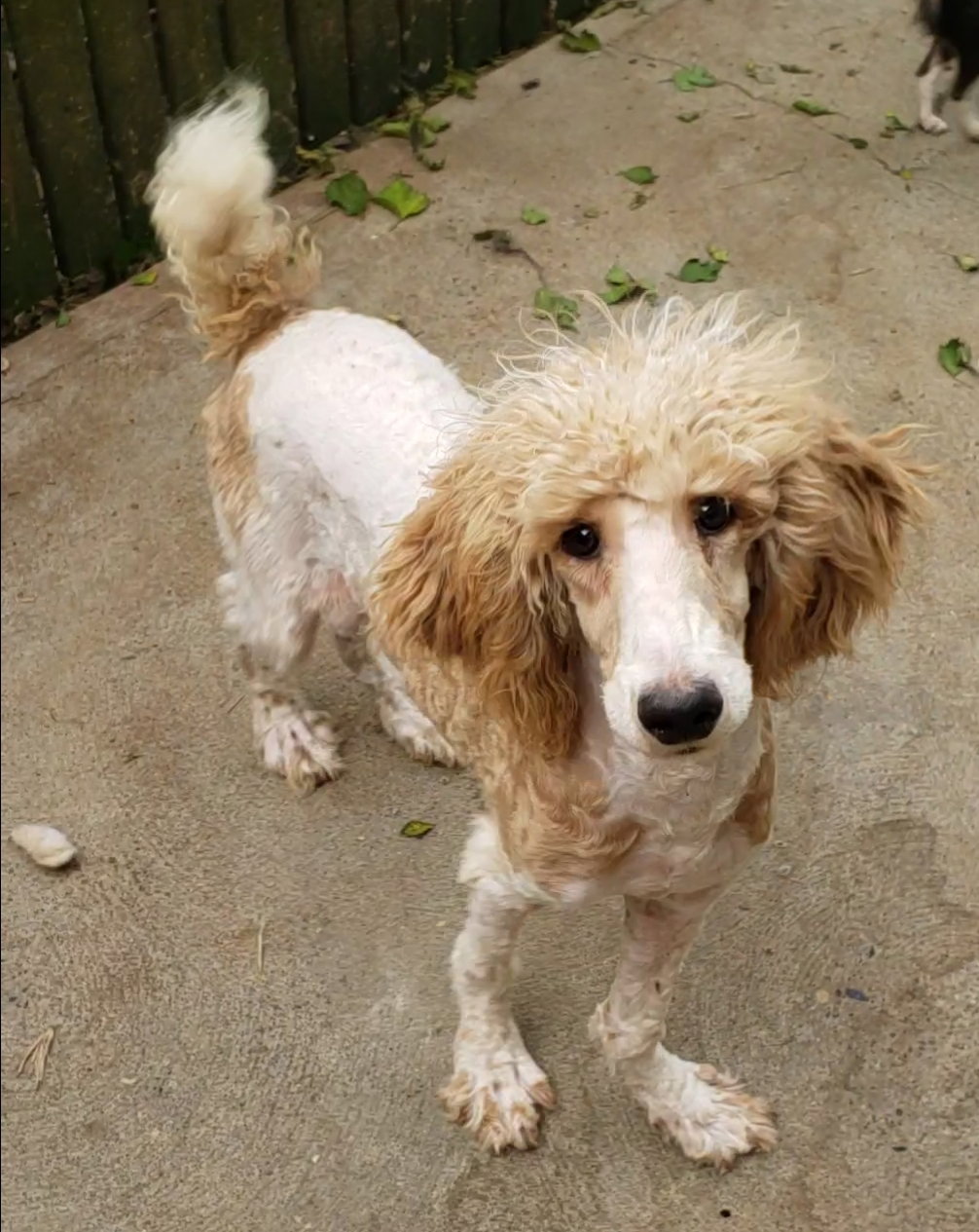 Dog for Adoption - HANDSOME (moyen size), a Poodle (Standard) in Ohio ...