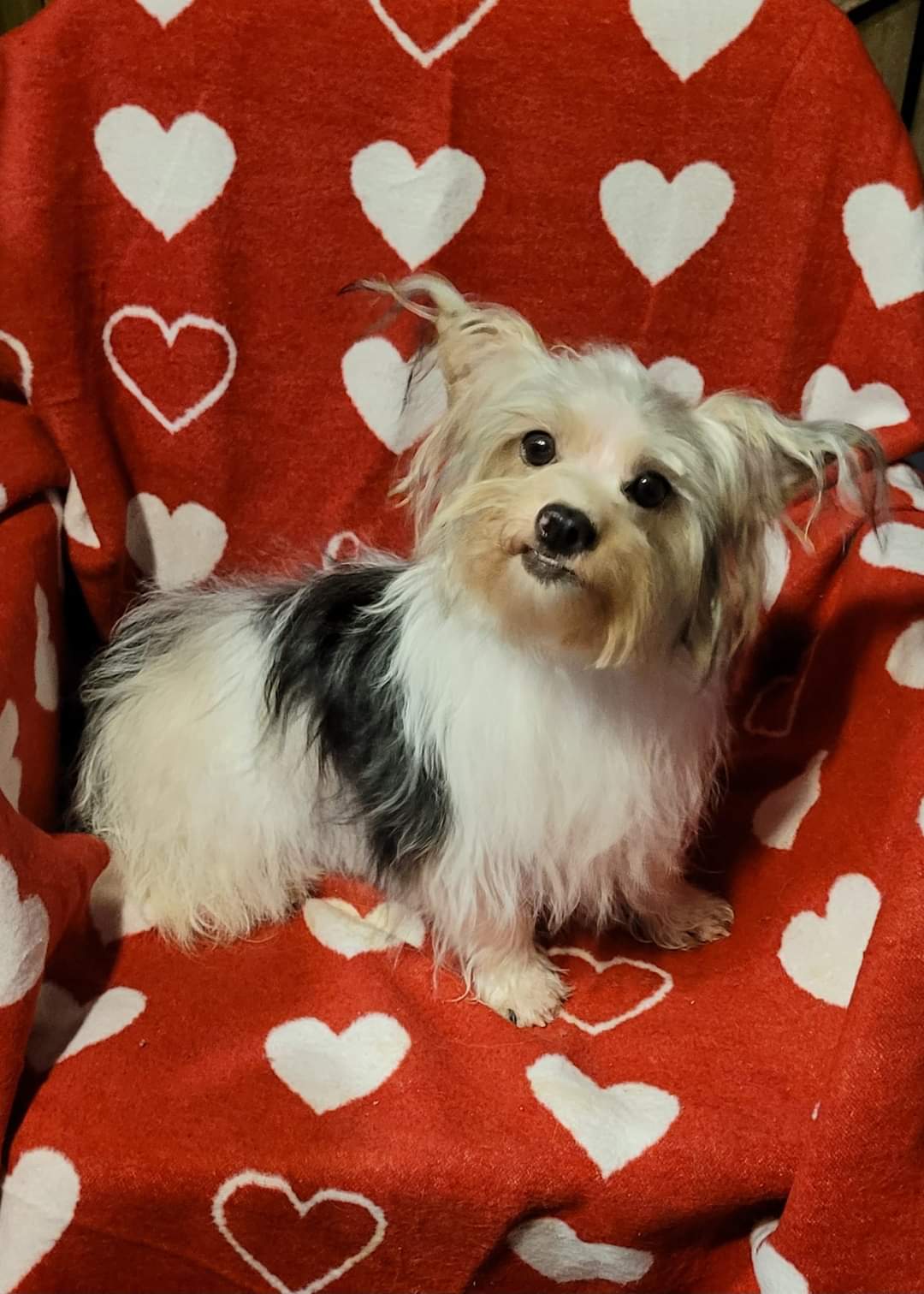 Dog for Adoption - DOVEJAE, a Yorkshire Terrier Yorkie in Wellsburg, WV ...