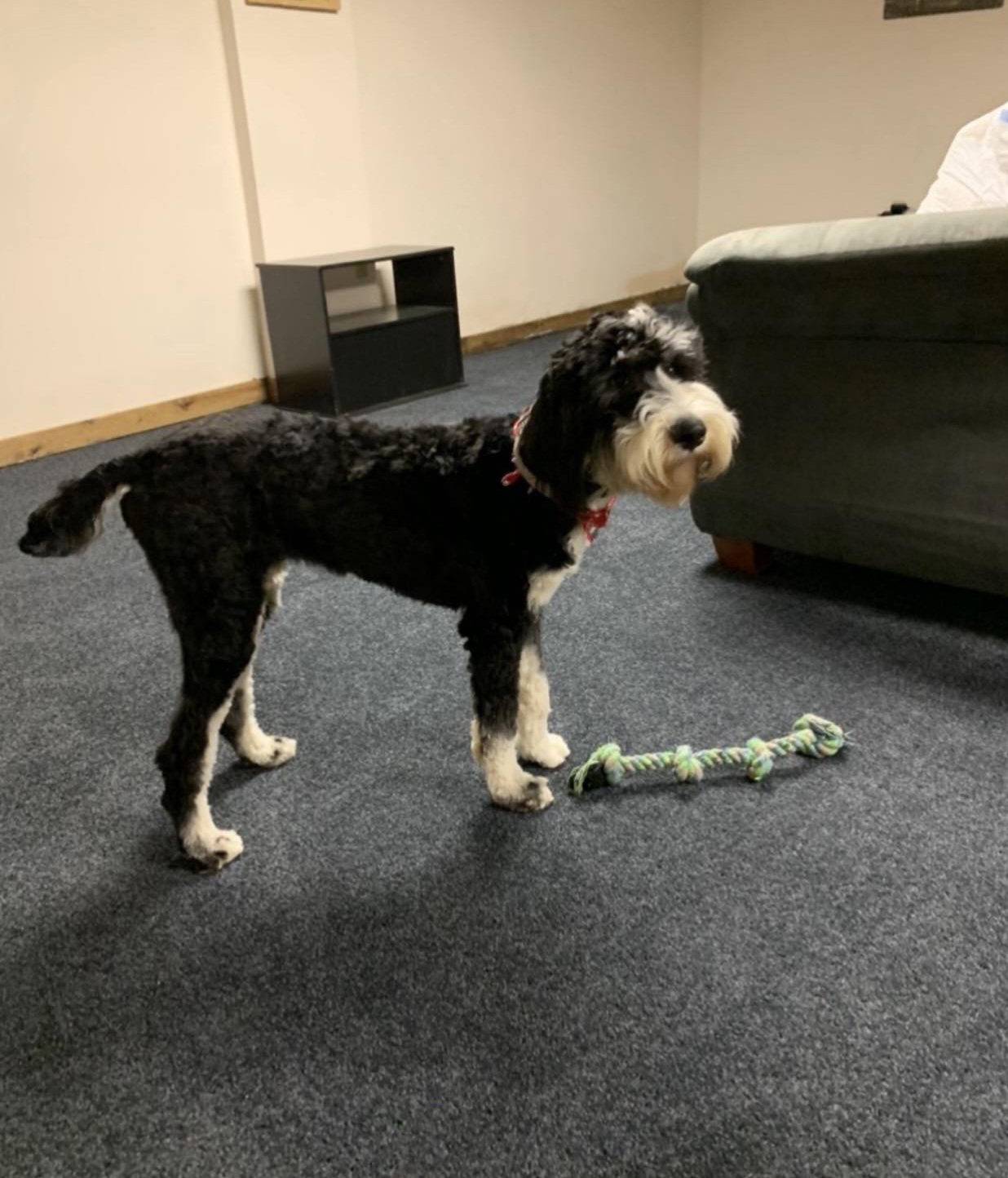 Dog for Adoption - SHEEPADOODLE 2YRS., a Old English Sheepdog in ...