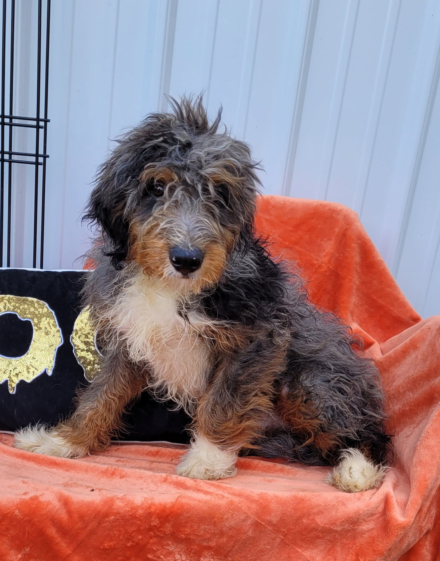 Dog for Adoption - BERNIE MINI BERNADOODLE, a Bernese Mountain Dog in ...