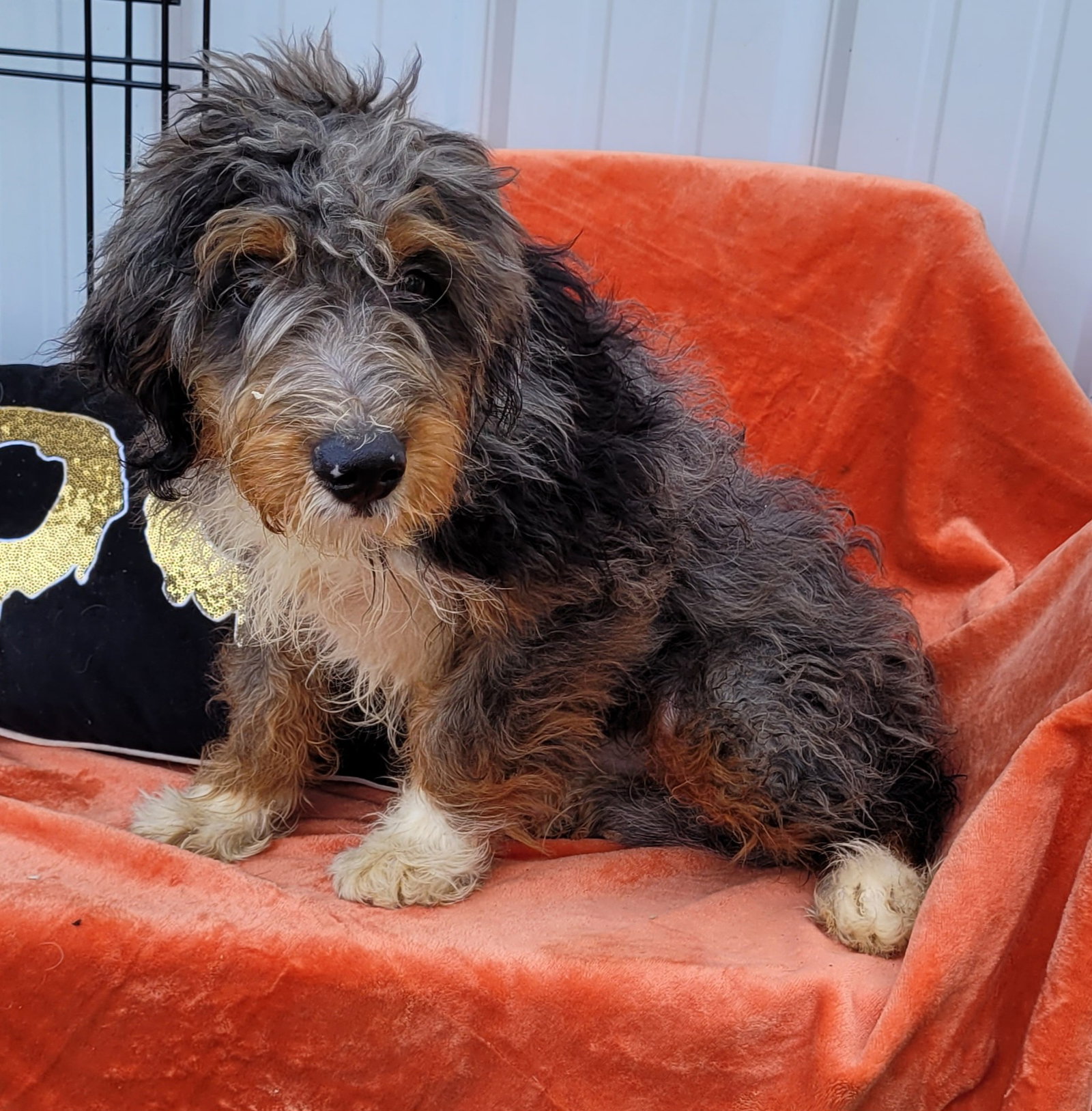 Dog for Adoption - BERNIE MINI BERNADOODLE, a Bernese Mountain Dog in ...