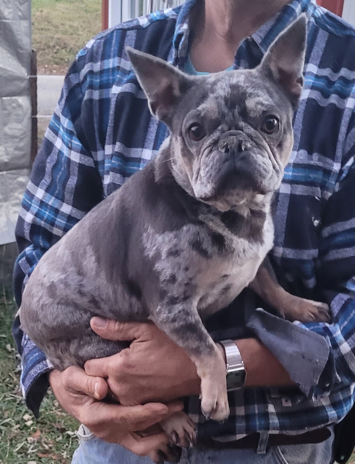 Dog for Adoption - 4 female frenchie available, a French Bulldog in ...