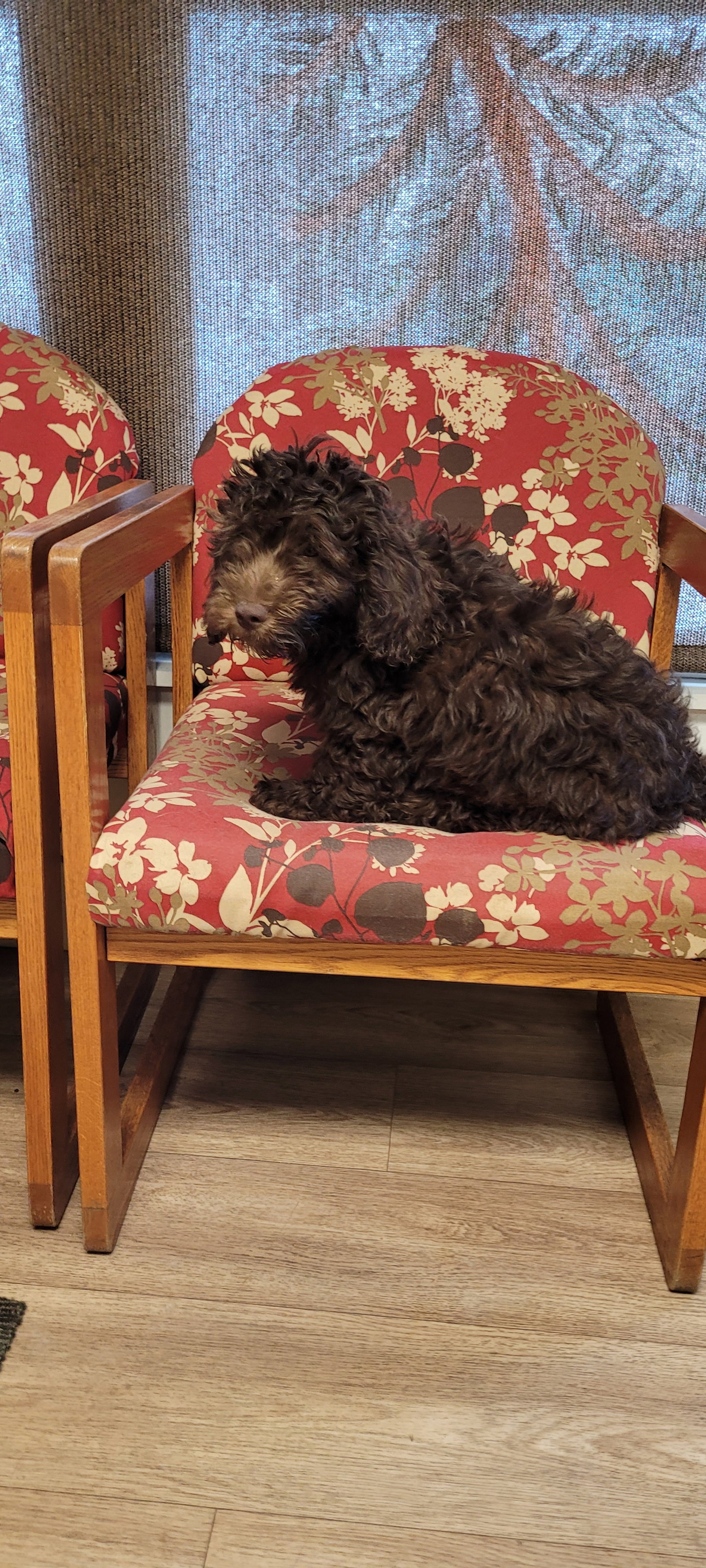 Dog for Adoption - Mini Newfie poo 11lbs., a Newfoundland Dog in ...