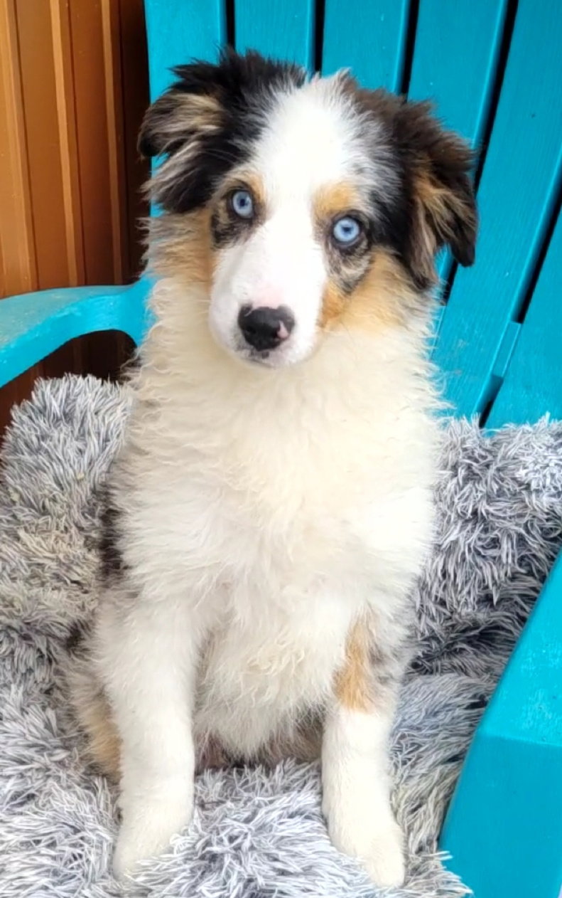 Dog for Adoption - Female Mini Aussie, a Australian Shepherd in Martins ...
