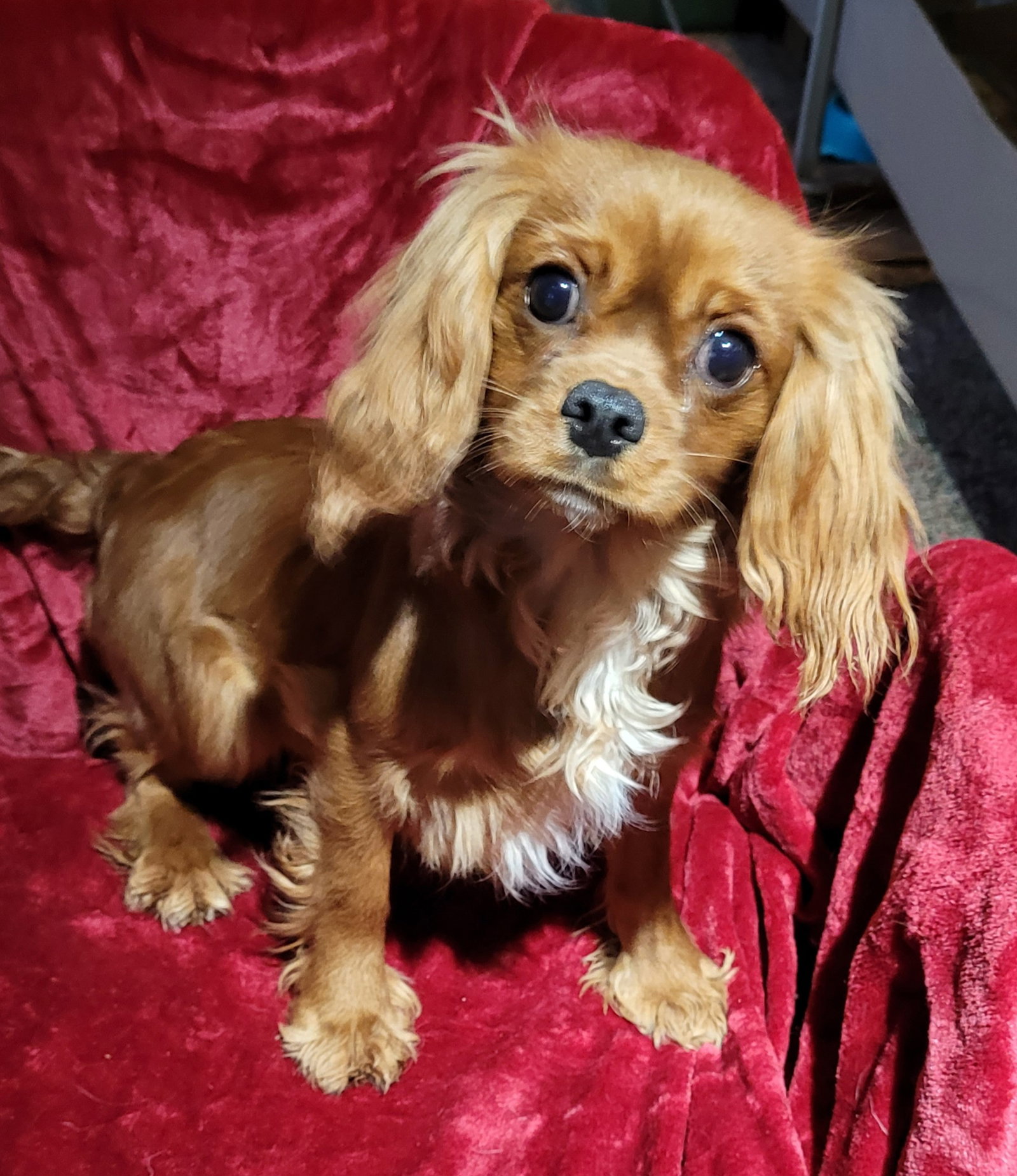 Dog for Adoption - Ruby Cavalier F pup, a Cavalier King Charles Spaniel ...