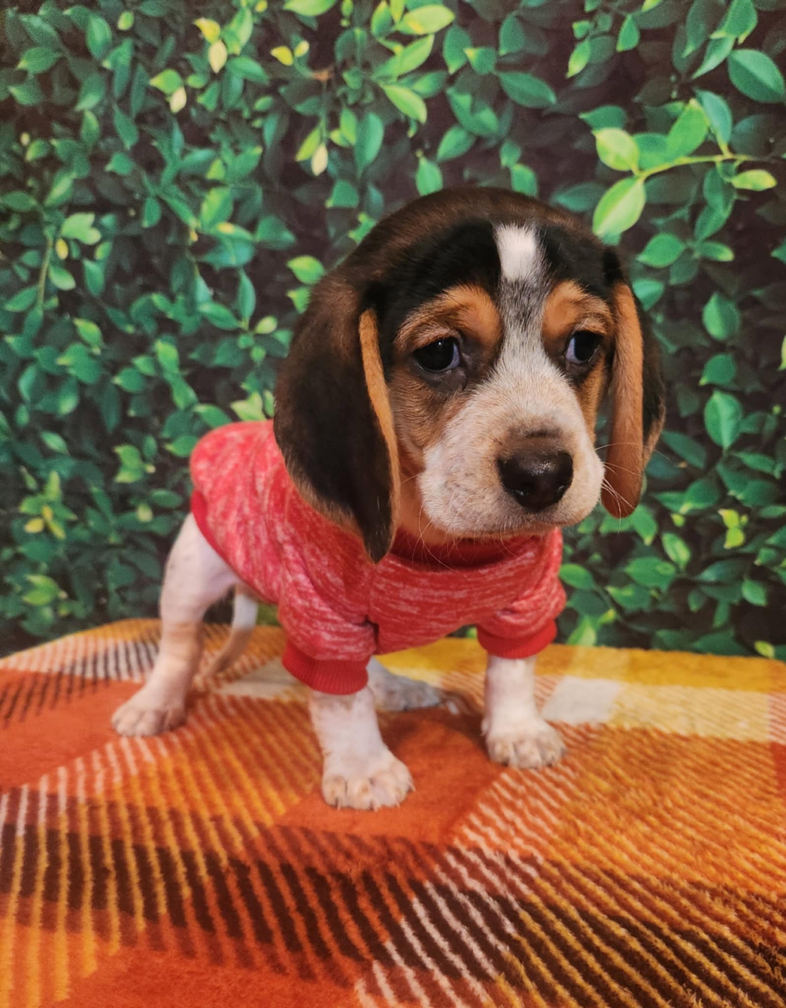 Dog for Adoption - Checkers - BB, a Beagle in Rossford, OH | Alpha Paw