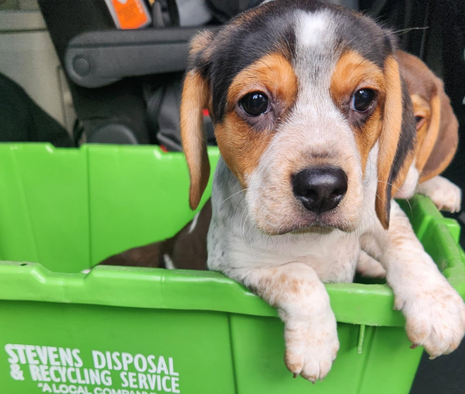 Dog for Adoption - Checkers - BB, a Beagle in Rossford, OH | Alpha Paw