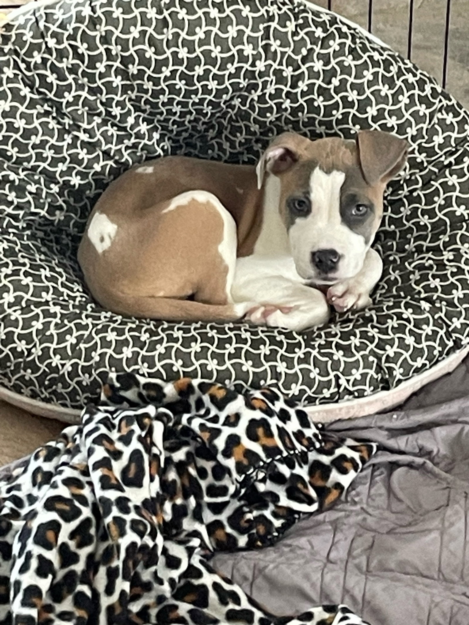 Dog for Adoption - Martini, a American Pit Bull Terrier in Middlefield ...