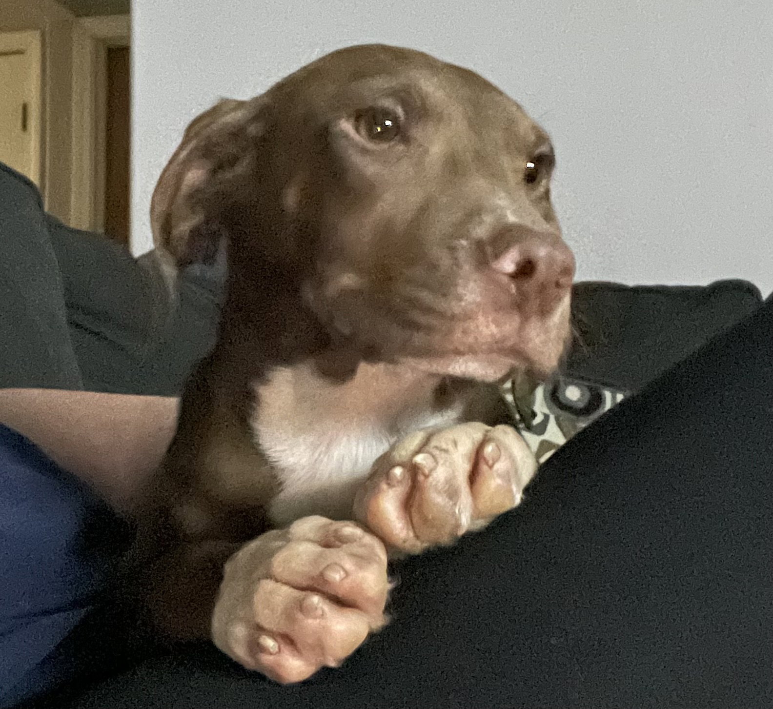 Dog for Adoption - Tango, a Dachshund in Sheffield Lake, OH | Alpha Paw