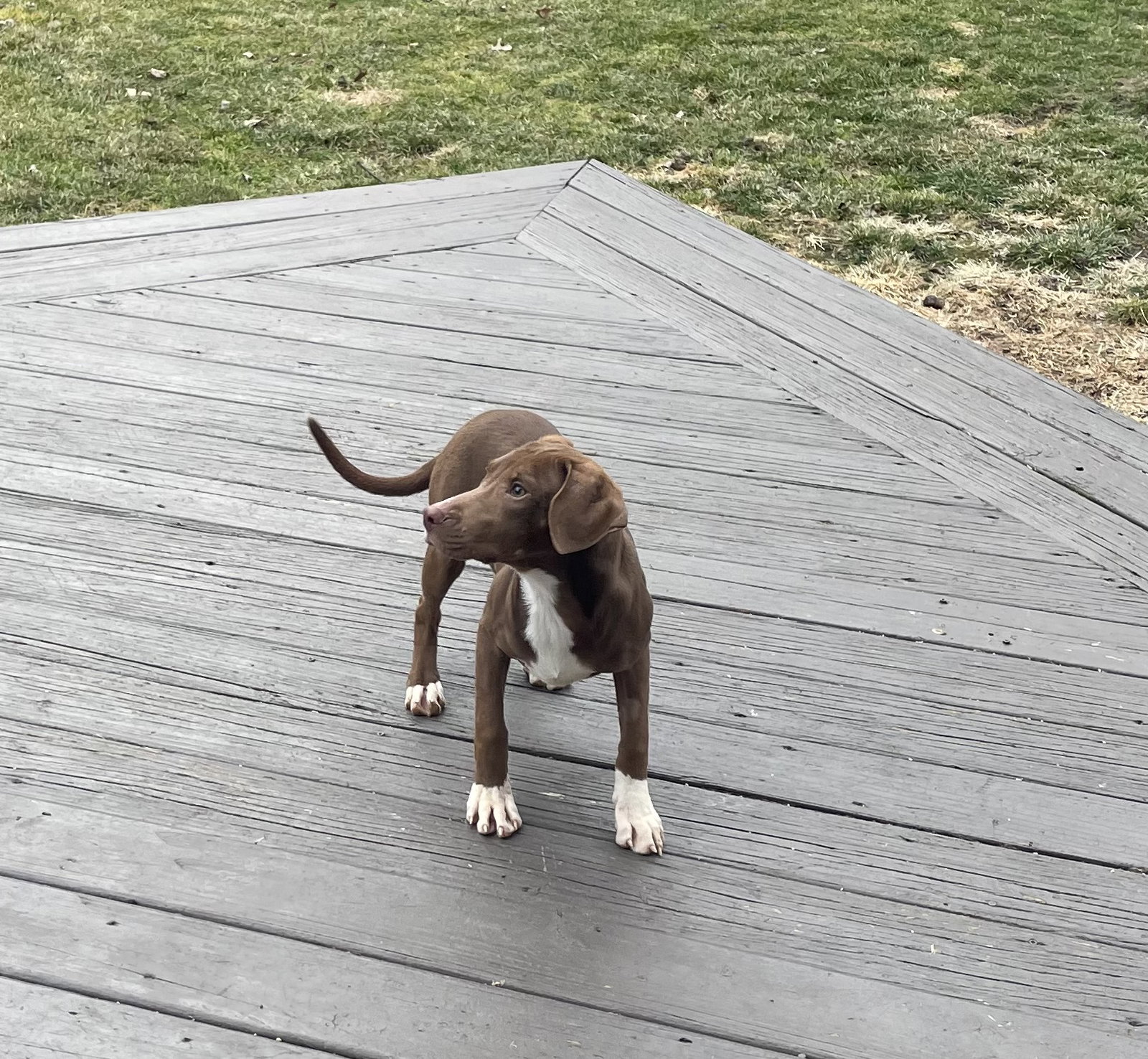 Dog for Adoption - Tango, a Dachshund in Sheffield Lake, OH | Alpha Paw