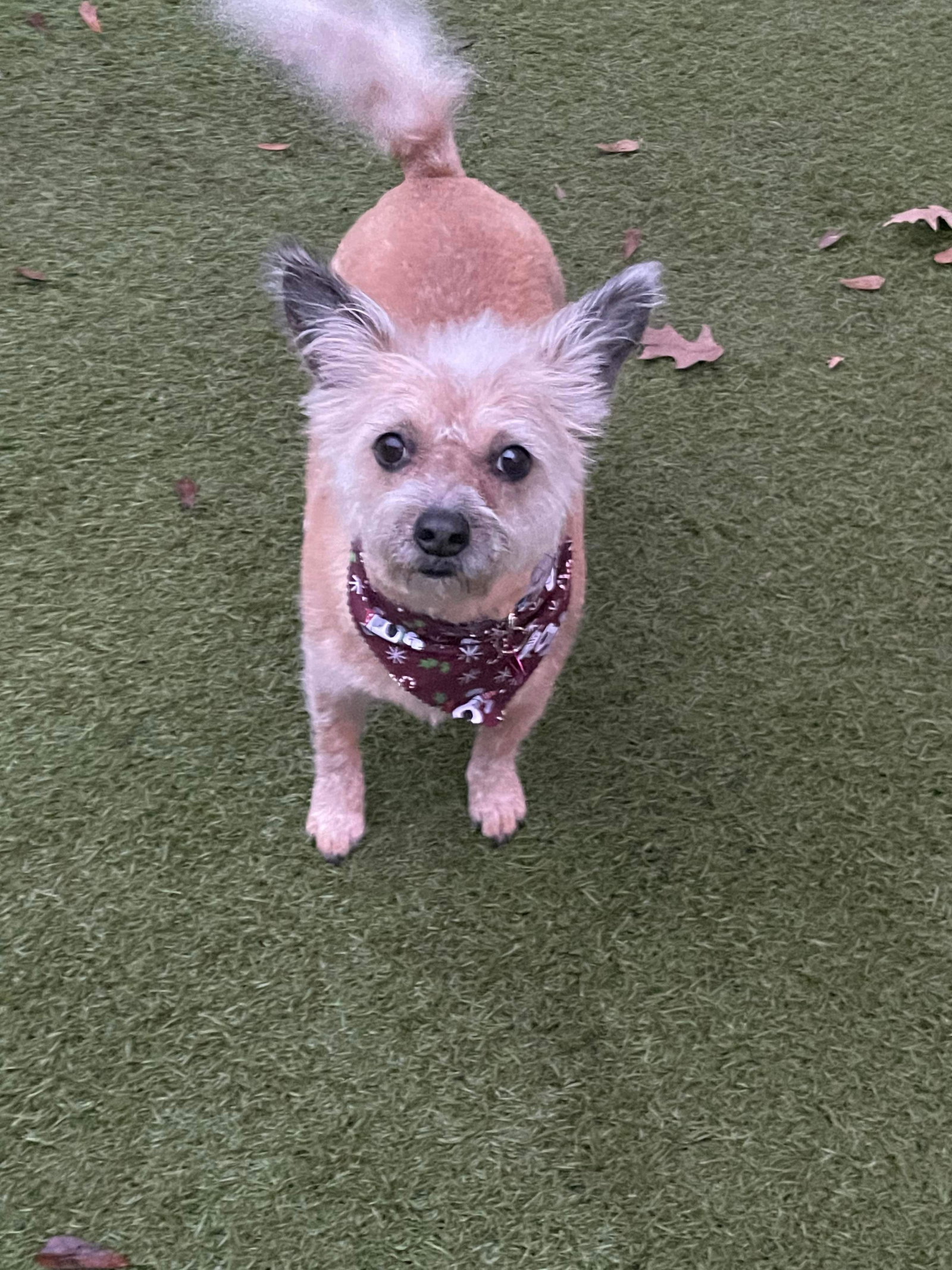 Dog for Adoption - Winnie, a Maltese in Coushatta, LA | Alpha Paw