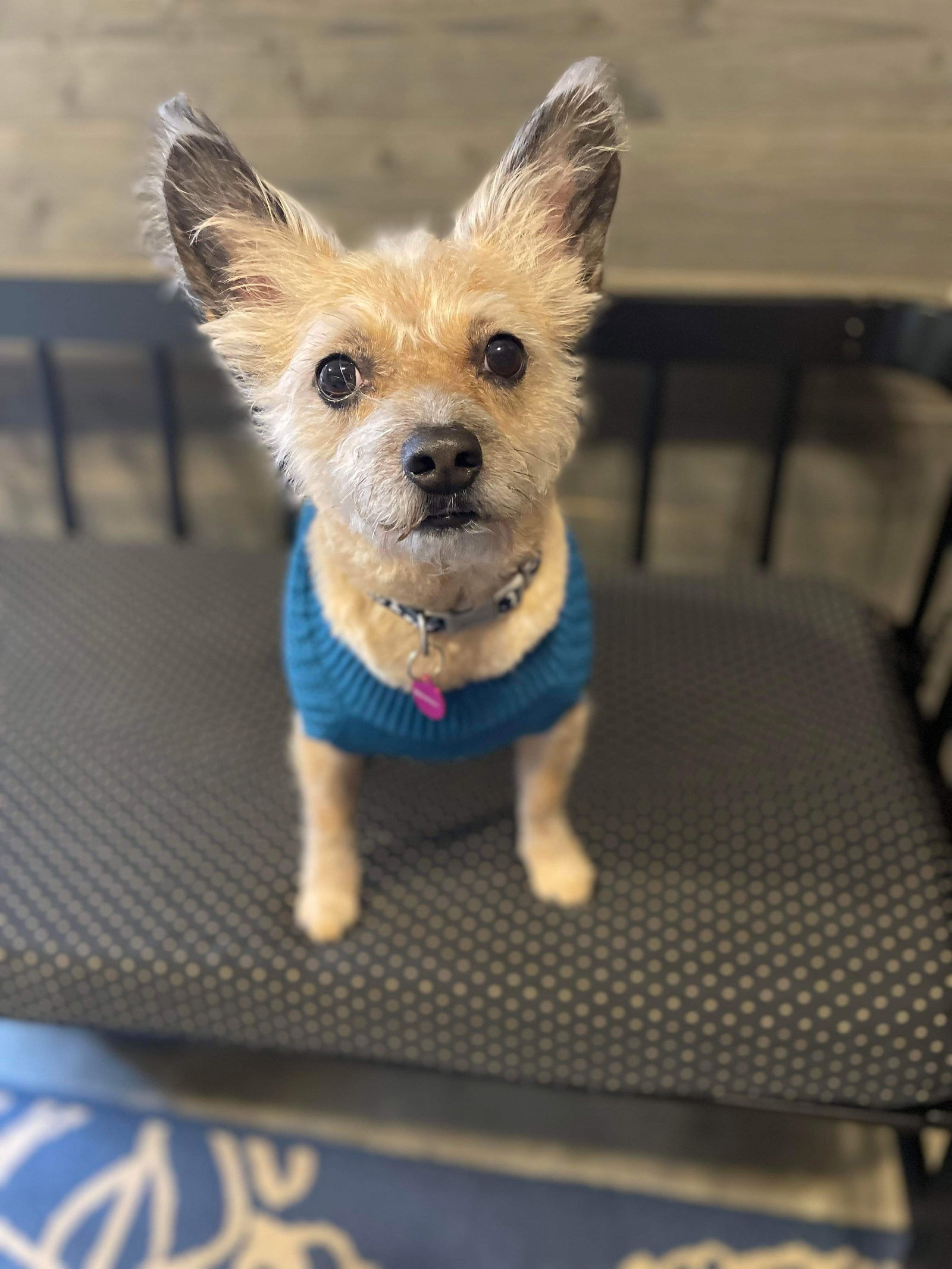 Dog for Adoption - Winnie, a Maltese in Coushatta, LA | Alpha Paw