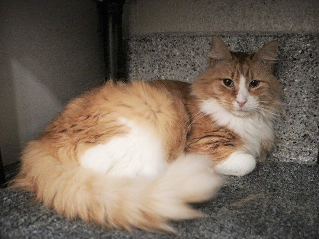 Cat adoption in Kaysville, UT 84037: Domestic Long Hair (medium coat ...