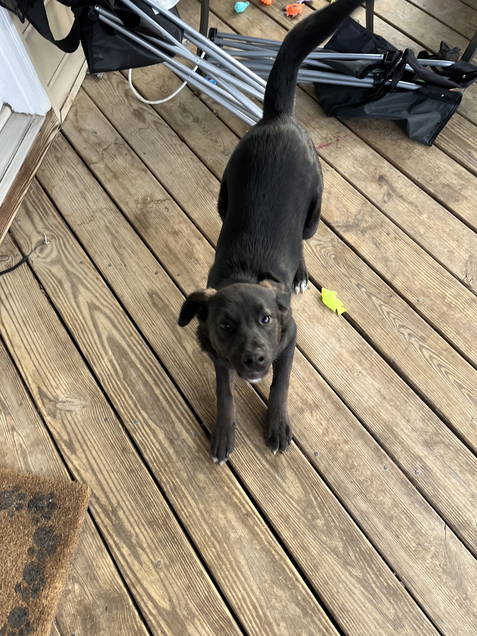 Dog for Adoption - Bentley 0296, a Labrador Retriever in Hagerstown, MD ...