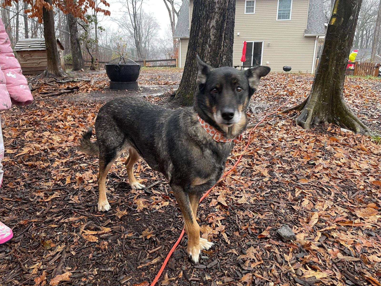 Dog for Adoption - Mocha 0301, a German Shepherd Dog in Hardy County ...