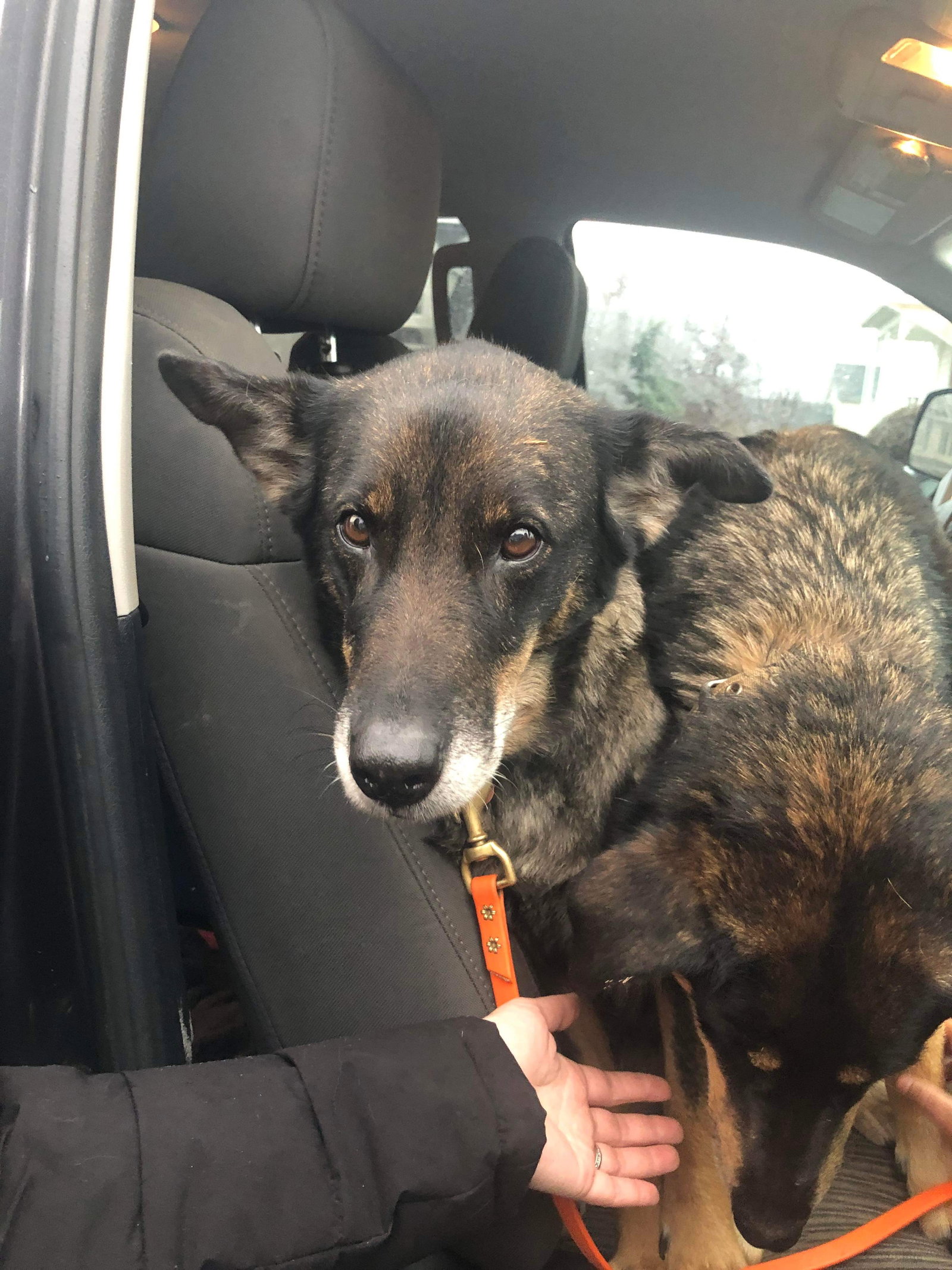 Dog for Adoption - Mocha 0301, a German Shepherd Dog in Hardy County ...