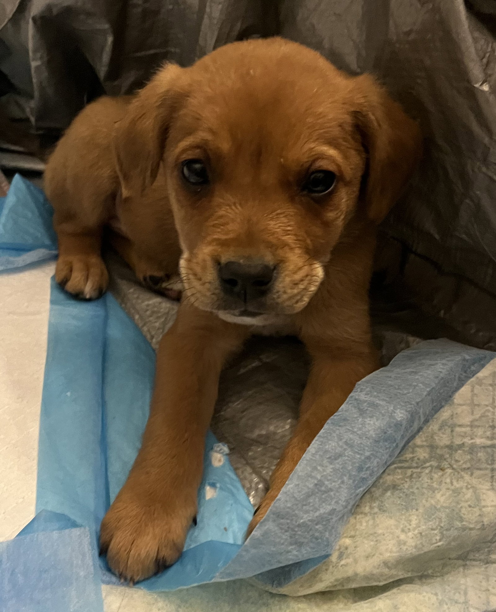 Dog for Adoption - Simba 0332, a Labrador Retriever in Cresaptown, MD ...