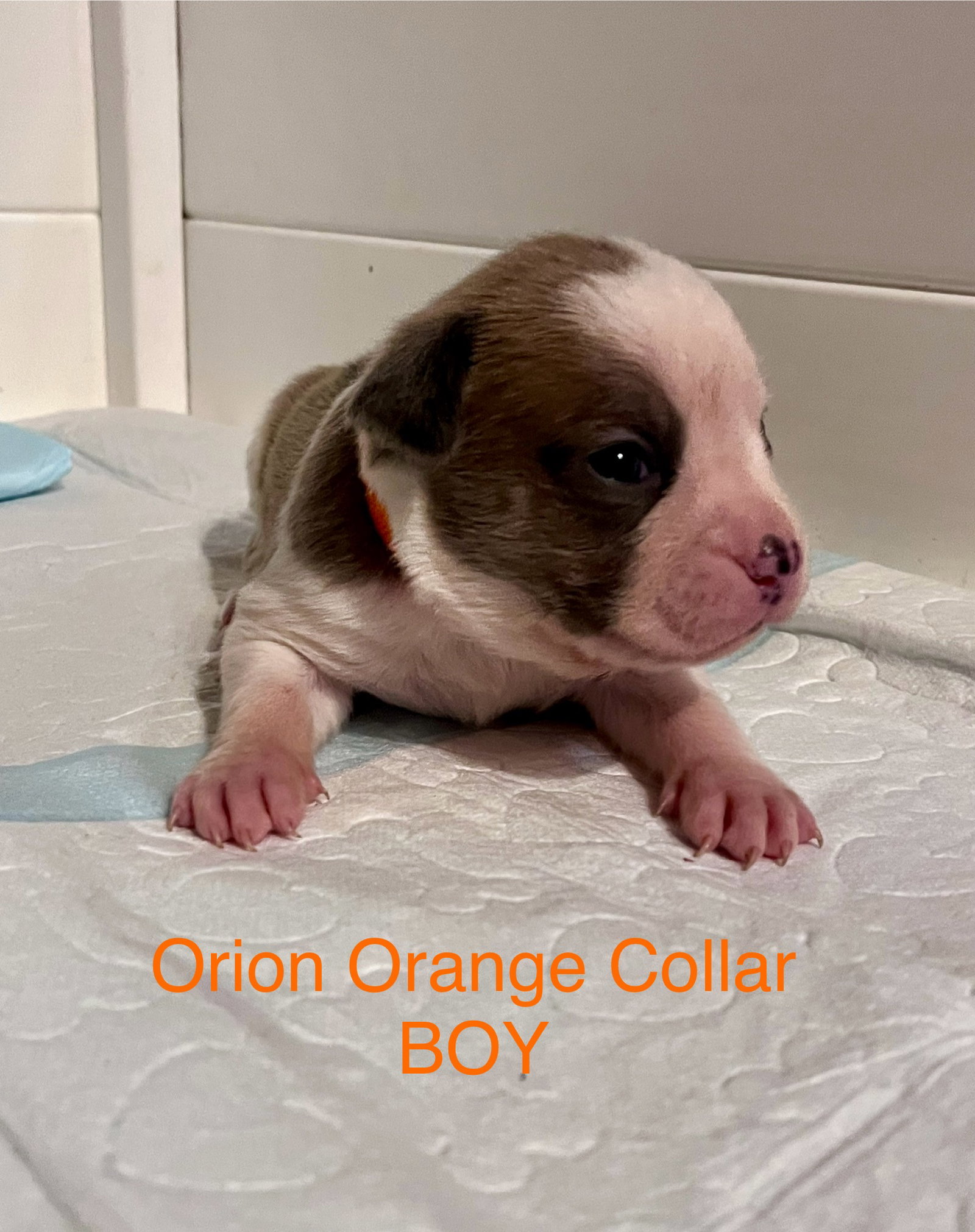 Dog for Adoption - Orion 0453, a Bulldog in Hardy County, WV | Alpha Paw