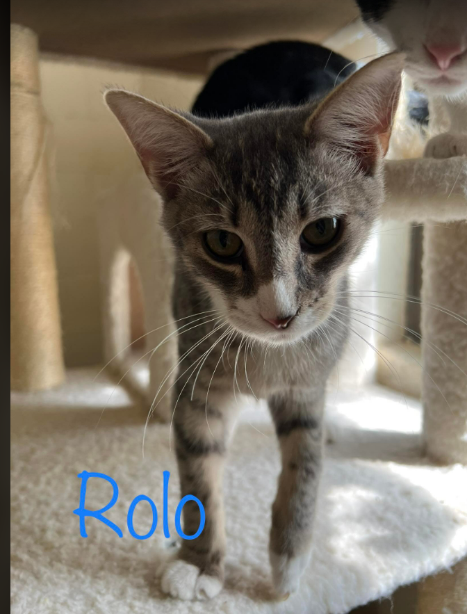 ROLO- CANDY BAR KITTENS' Web Page
