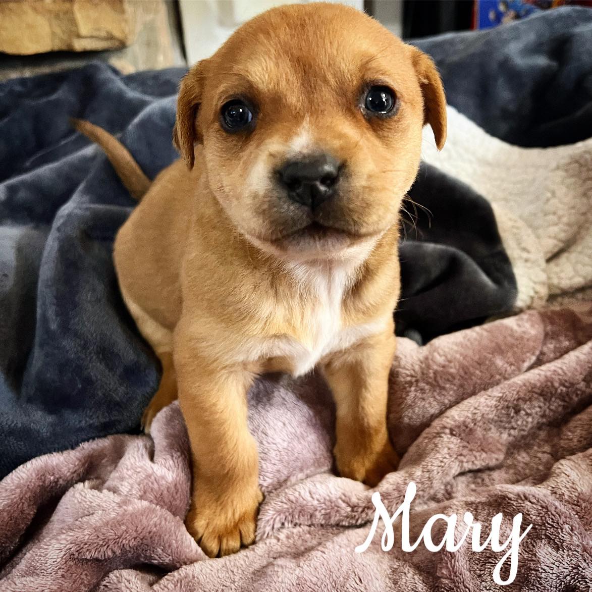 Dog for Adoption - Mary - Lab Family, a Retriever in Howards Grove, WI ...