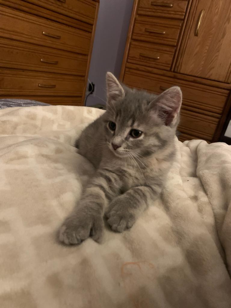 Cat adoption in Sheboygan, WI 53081: Domestic Medium Hair / Mixed ...