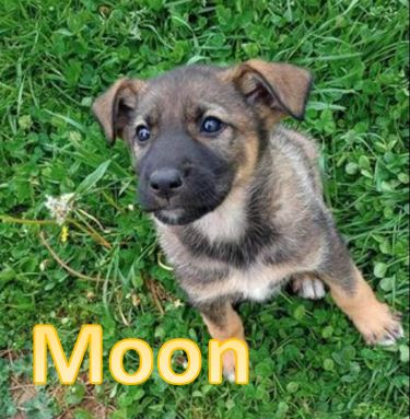Dog for Adoption - Moon, a German Shepherd Dog in Fond Du Lac County ...