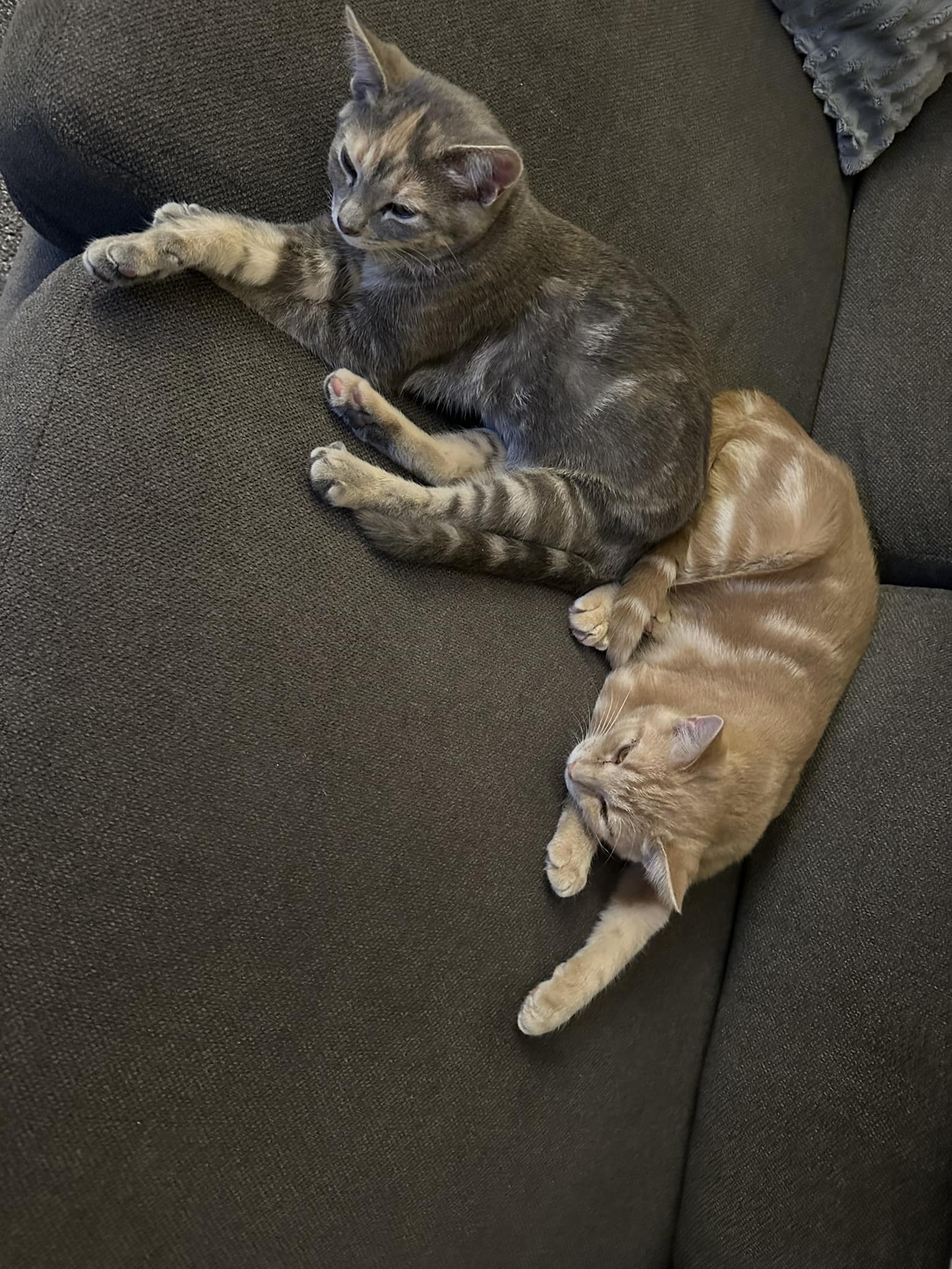 Lucie and Linus bonded's Web Page