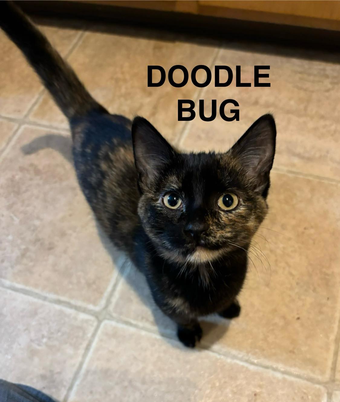 Doodle Bug's Web Page