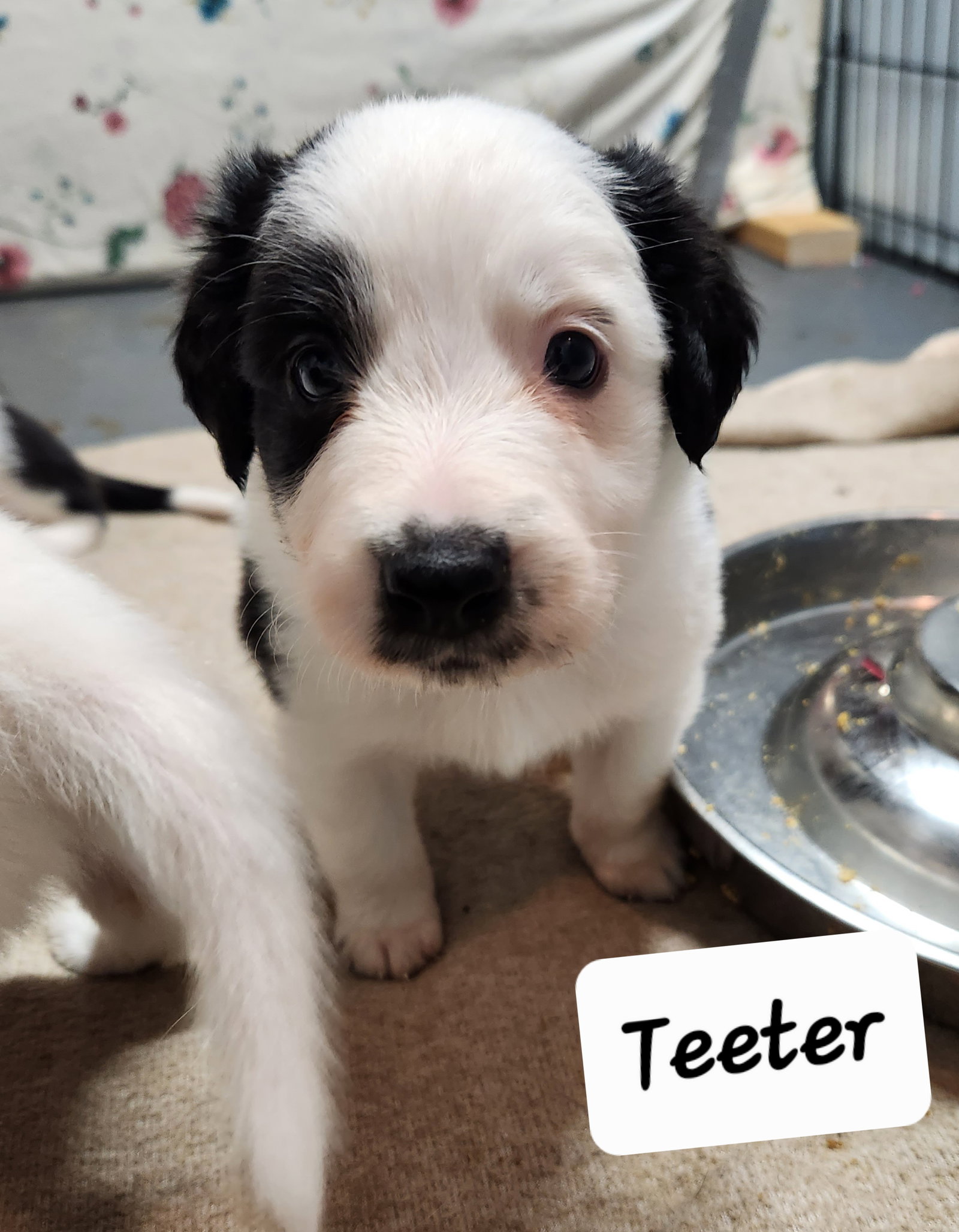 Teeter (2022) - MoKanBCR
