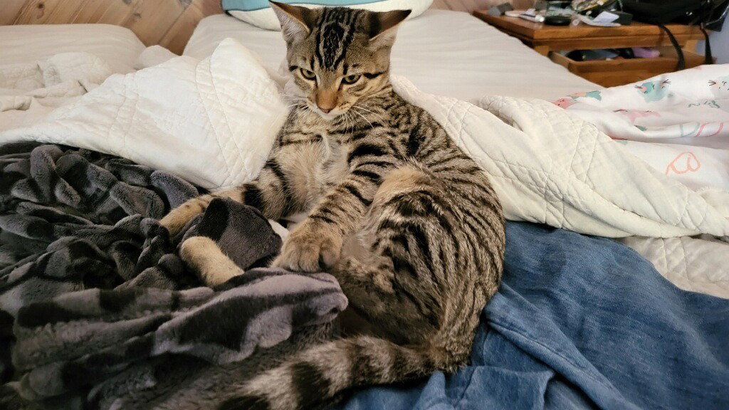 Cats for Adoption in Black Canyon City, Arizona | Alpha Paw