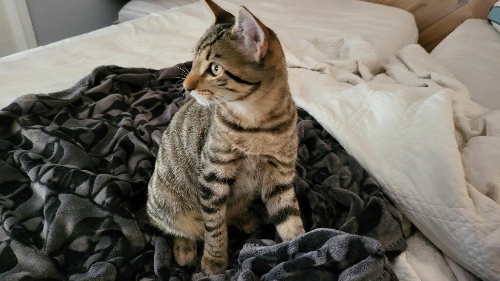 Cats for Adoption in Black Canyon City, Arizona | Alpha Paw