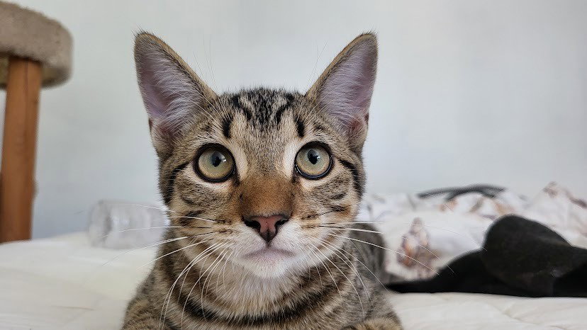 Cats for Adoption in Phoenix, Arizona | Alpha Paw