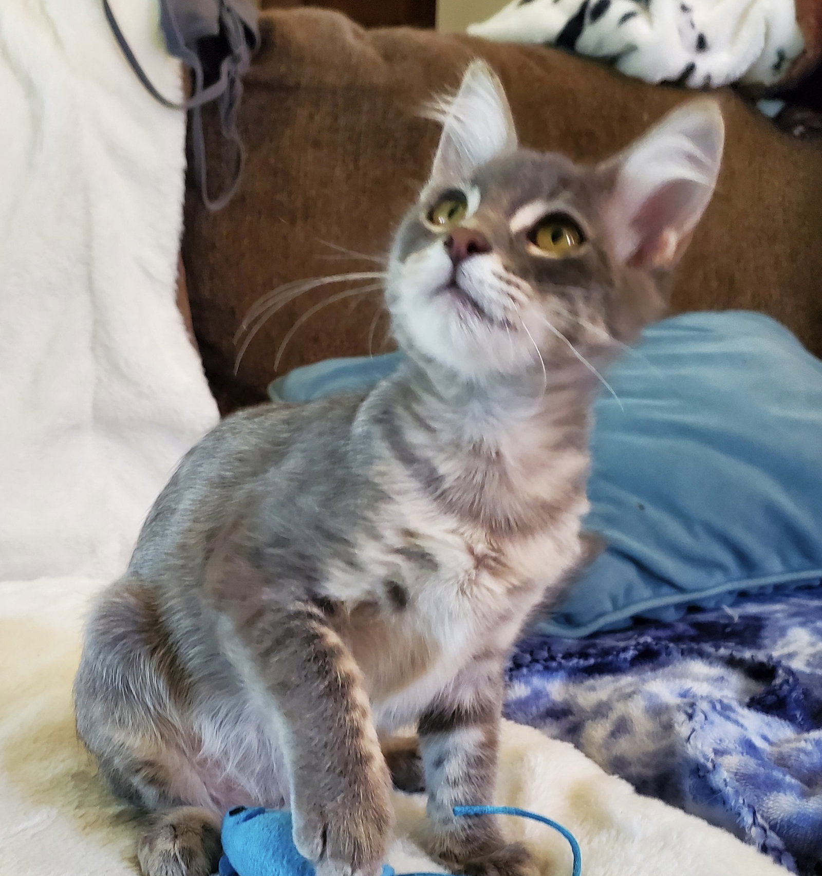 Cats for Adoption in Tempe, Arizona | Alpha Paw