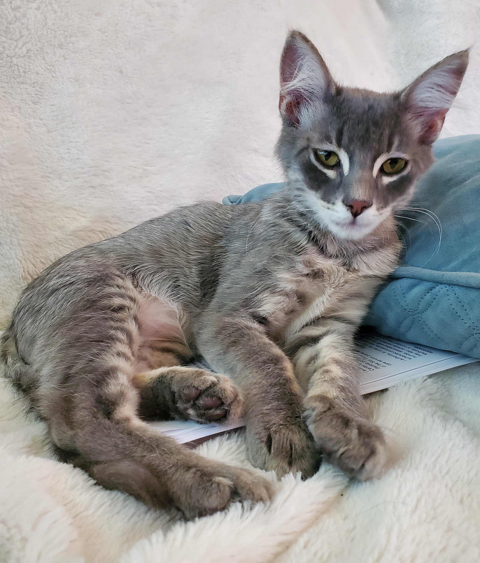 Cats for Adoption in Tempe, Arizona | Alpha Paw