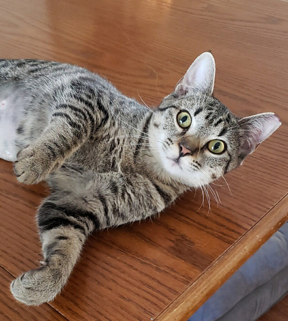 Cats for Adoption in Sun City, Arizona | Alpha Paw