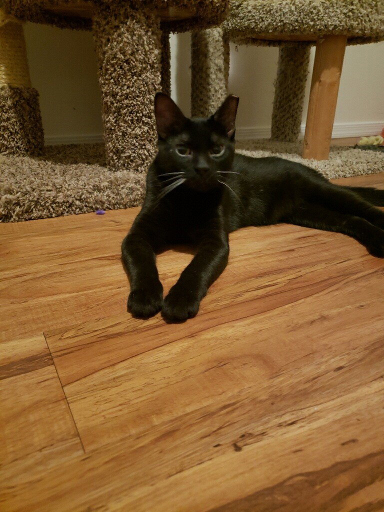 Cats for Adoption in Phoenix, Arizona | Alpha Paw
