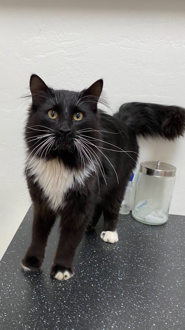 Cats for Adoption in Tempe, Arizona | Alpha Paw