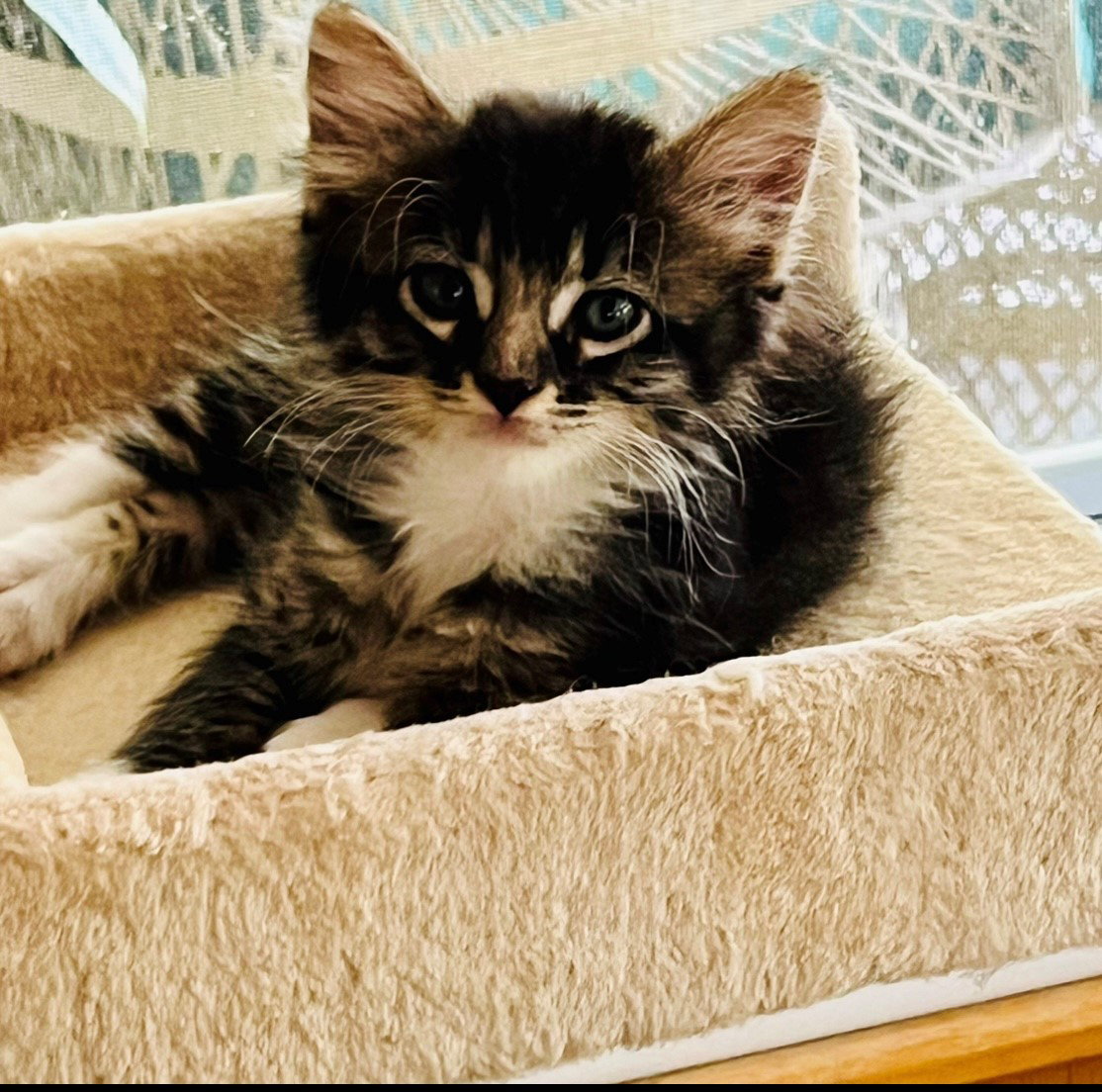 Cats for Adoption in Tolleson, Arizona | Alpha Paw