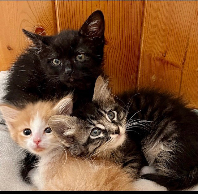 Cats for Adoption in Tolleson, Arizona | Alpha Paw
